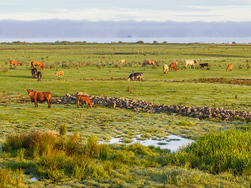 “We will have to eat far fewer animal products”